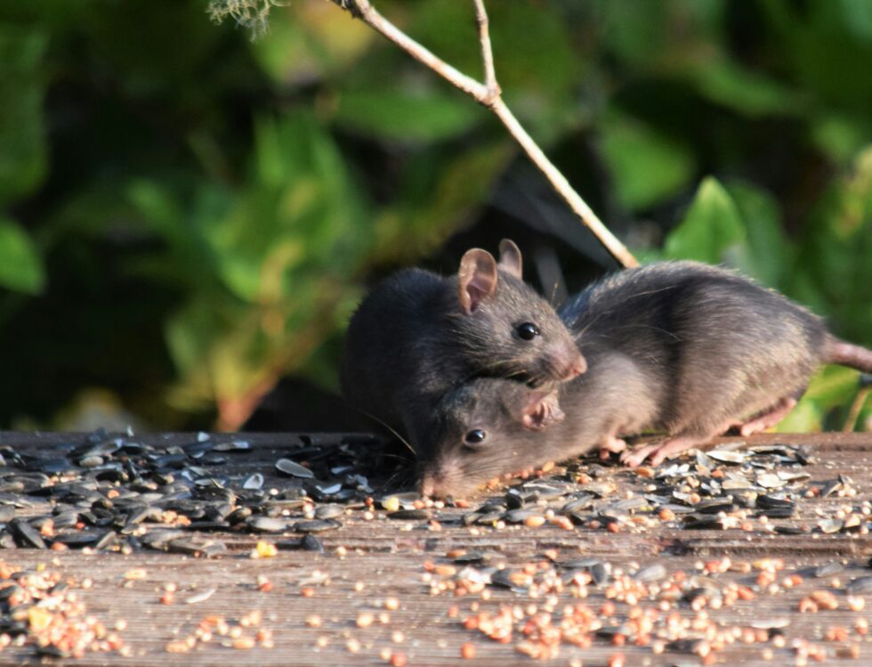 How Fast Do Mice Multiply? A Pest Control Guide to Litter Size and ...